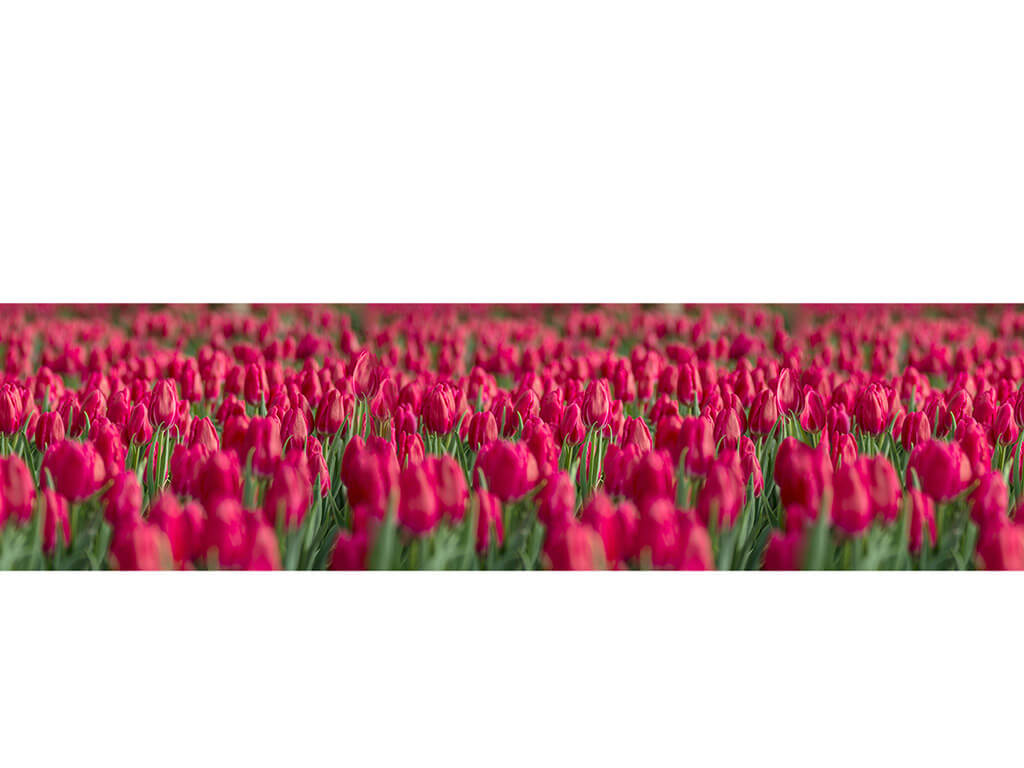 Autocolant decorativ pentru perete cu imprimeu Camp cu lalele - Folina