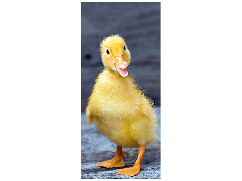 Autocolant usa cu imprimeu Boboc de rata, de la Folina, model multicolor