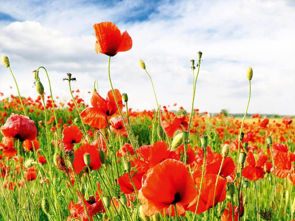 Fototapet Câmp cu maci, Dimex, peisaj, multicolor, 375x250 cm