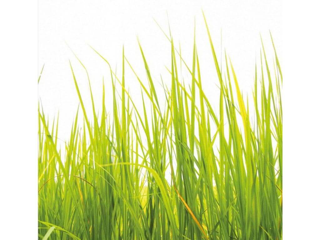 Fototapet High Grass, WG, model iarba verde, 240x260 cm